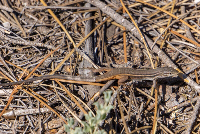 Lizard among dry grass stock image. Image of serpent - 229426817