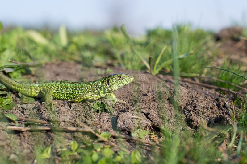 Lizard on earth stock image. Image of grass, nature, lively - 53117159