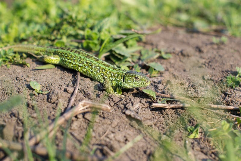 Lizard on earth stock photo. Image of closeup, change - 67513706