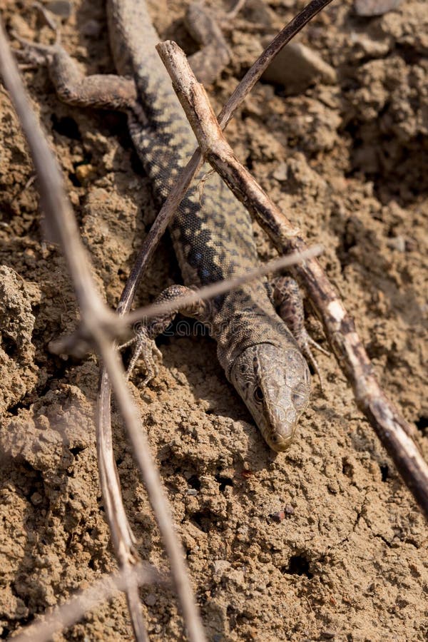 Lizard on earth stock image. Image of habitat, waiting - 70225797