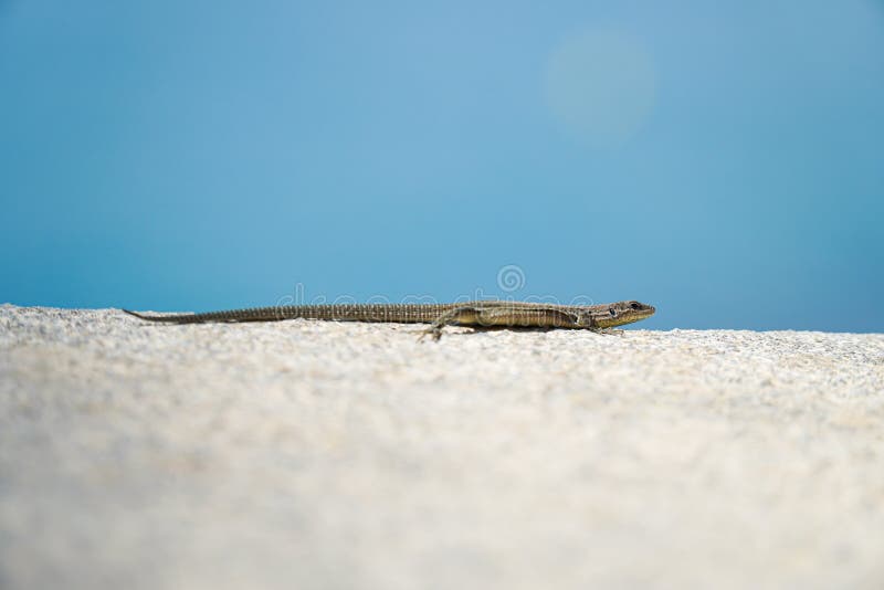 A Lizard between Earth and Sky. Minimalist Photo with Blue Tones Stock ...