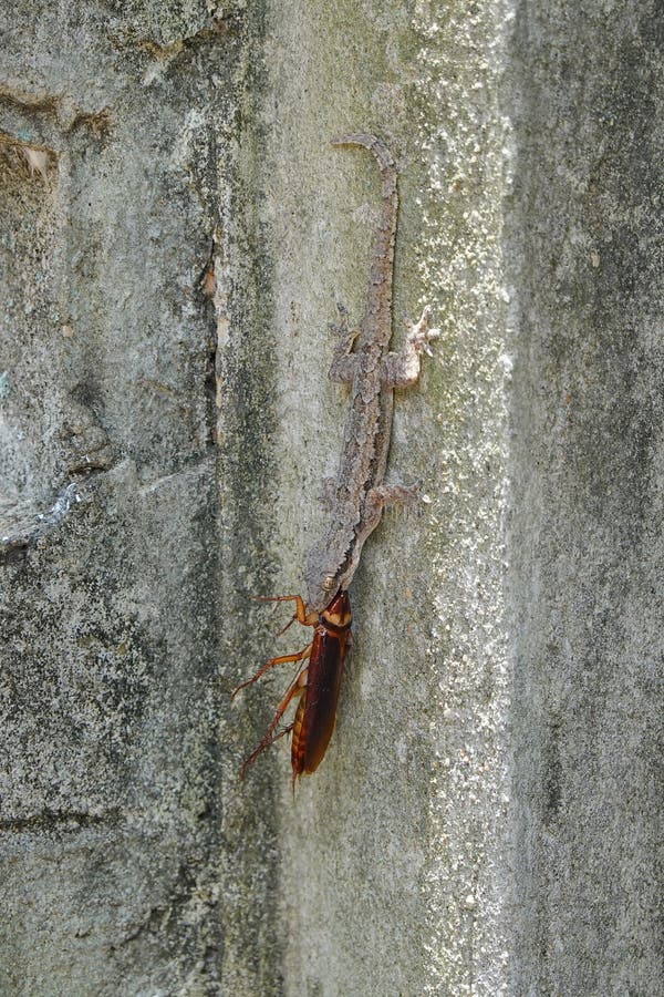 Lizard Eating a Cockroach on the Wall Stock Photo - Image of body ...