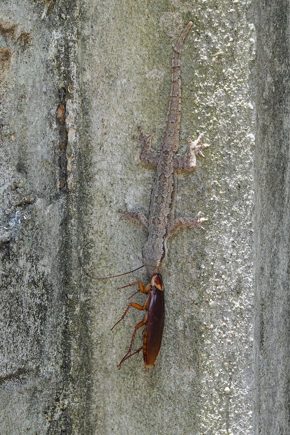 Lizard Eating a Cockroach on the Wall Stock Photo - Image of natural ...