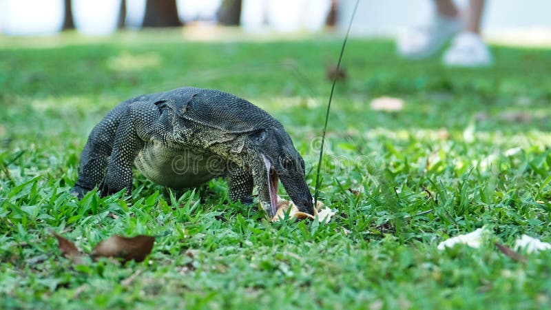 A Monitor Lizard is Eating Grass in a Field Stock Image - Image of park ...