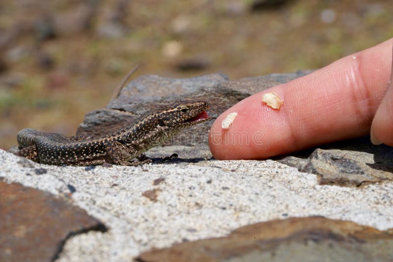 Lizard Eating from My Finger Stock Image - Image of larvae, bearded ...