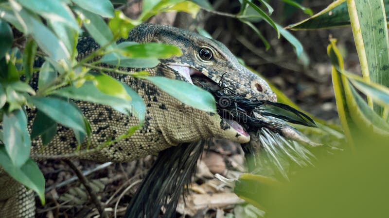 Lizard eating Cockroach stock photo. Image of desease - 15092566