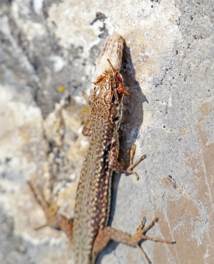 764 Lizard Eating Insect Stock Photos - Free & Royalty-Free Stock ...