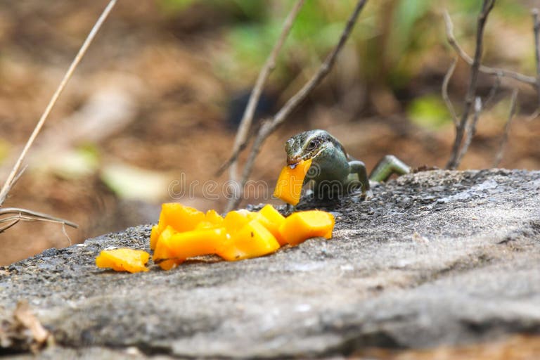 Lizard eats mango stock photo. Image of lizard, dragon - 172437772