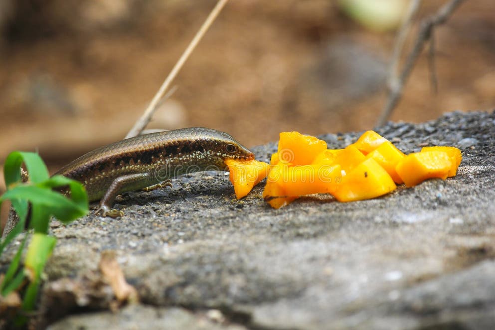 Lizard eats mango stock image. Image of butterfly, beauty - 172437933