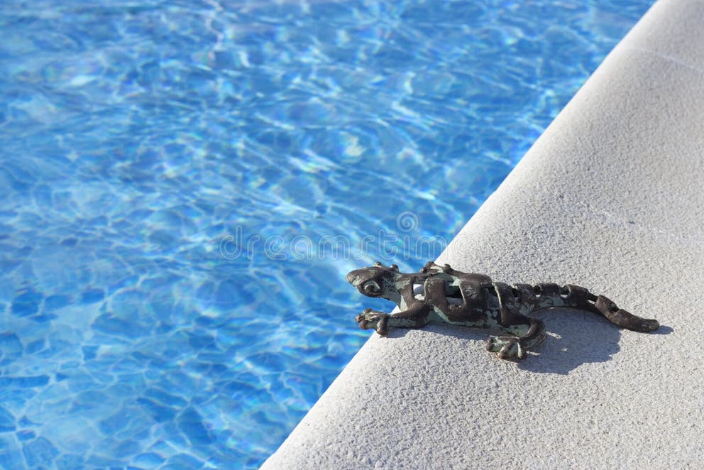 Lizard on pool stock image. Image of pool, close, black - 149485929