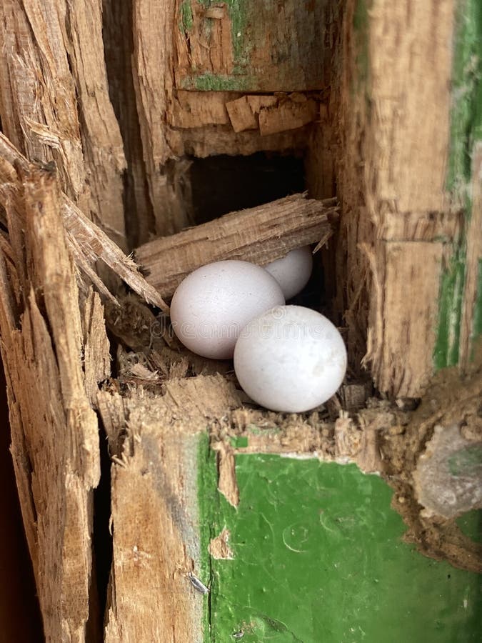 Lizard Eggs in the Door Lock Stock Image - Image of close, eggs: 268911757