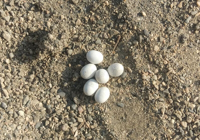 Lizard Eggs on the Ground. New Life Stock Image - Image of breed, baby ...