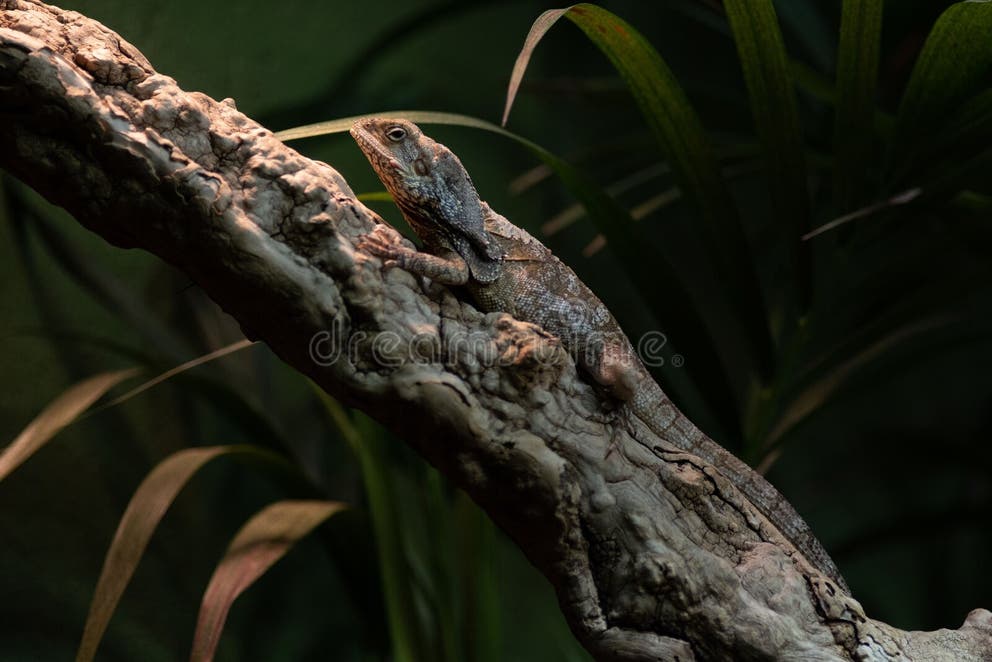 Lizard on the End of a Tree Branch, Stock Image - Image of landscape ...