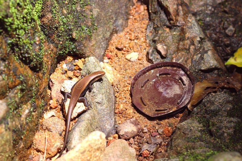 Lizard and Environmental Pollution Stock Image - Image of rubbish ...