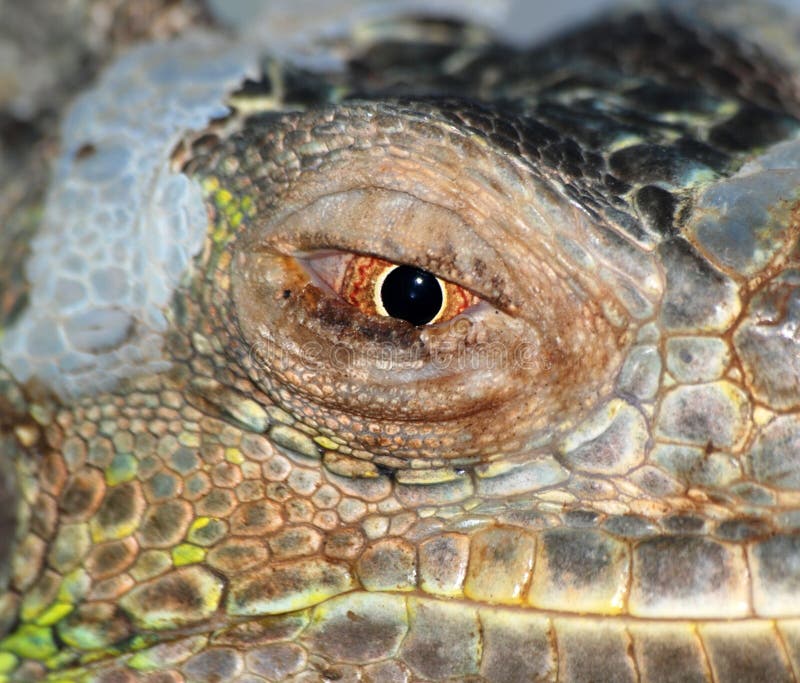 Lizard eye stock image. Image of herpetology, anole, black - 11282895