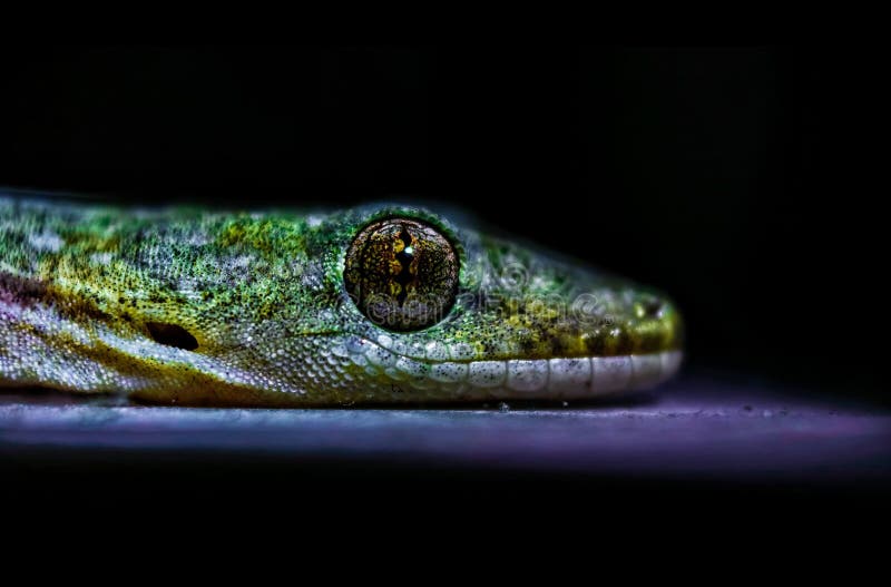 Lizardmacro Stock Photos - Free & Royalty-Free Stock Photos from Dreamstime