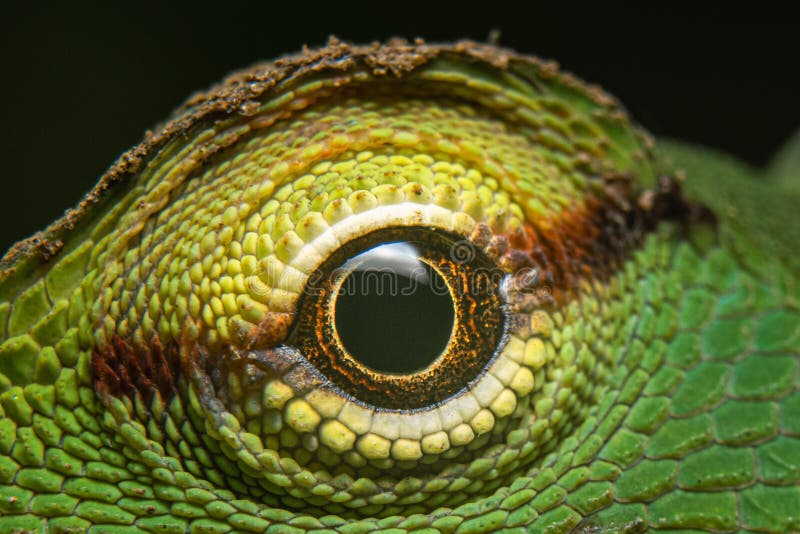 Scary Brown Chameleon Lizard Stock Image - Image of tree, brown: 47209015
