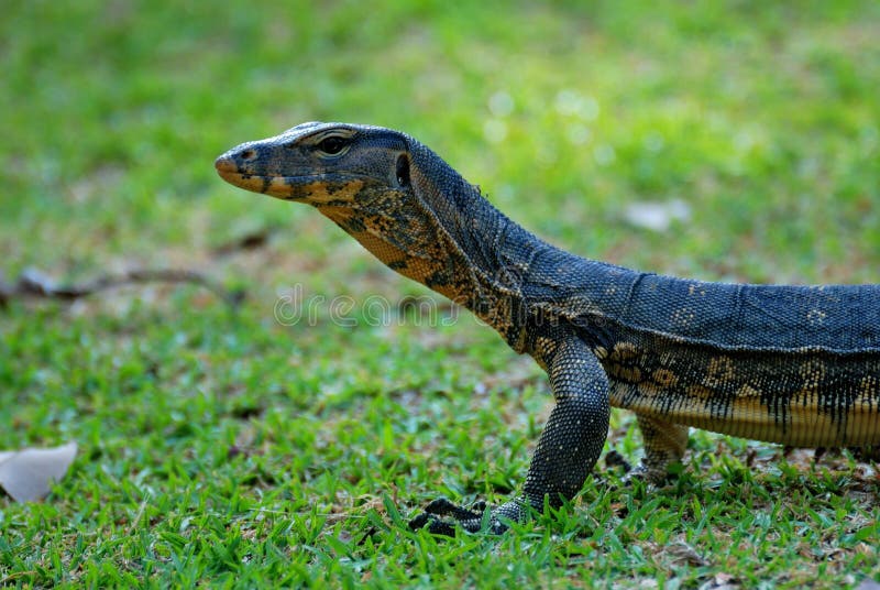 Smiley Lizard stock photo. Image of portrait, nature - 21068686