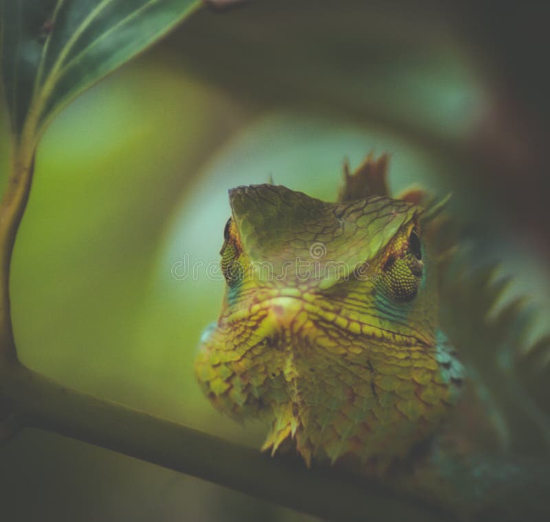 Lizard Face. Its Very Colorful Stock Image - Image of insect, wildlife ...