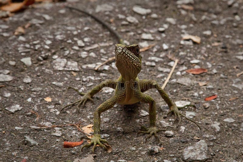 Lizard Facing Camera on Road Stock Image - Image of lizard, asia: 12437395