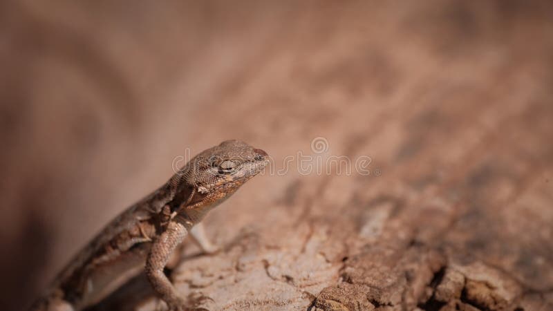 Lizard on Fallen Tree Branch in Sedona, Arizona Stock Photo - Image of ...