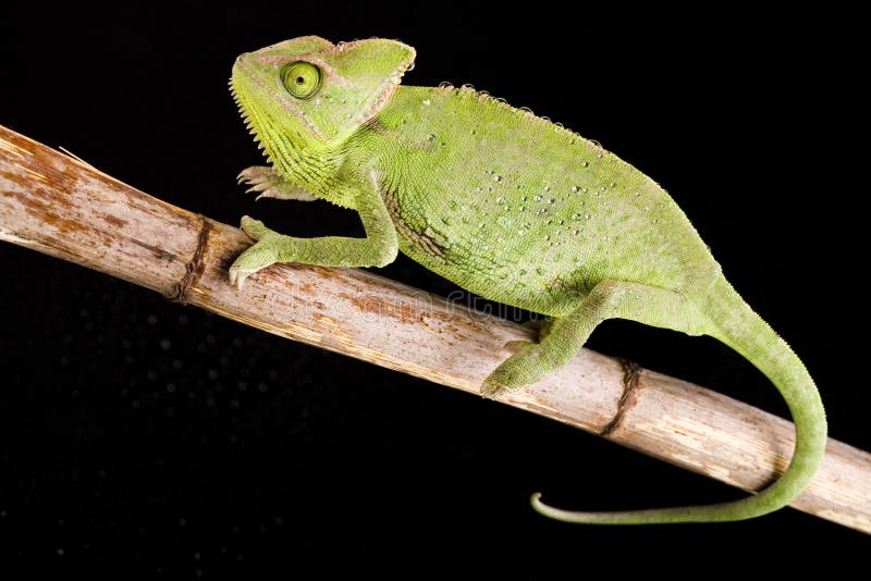 Lizard families stock image. Image of color, themes, macro - 6339995