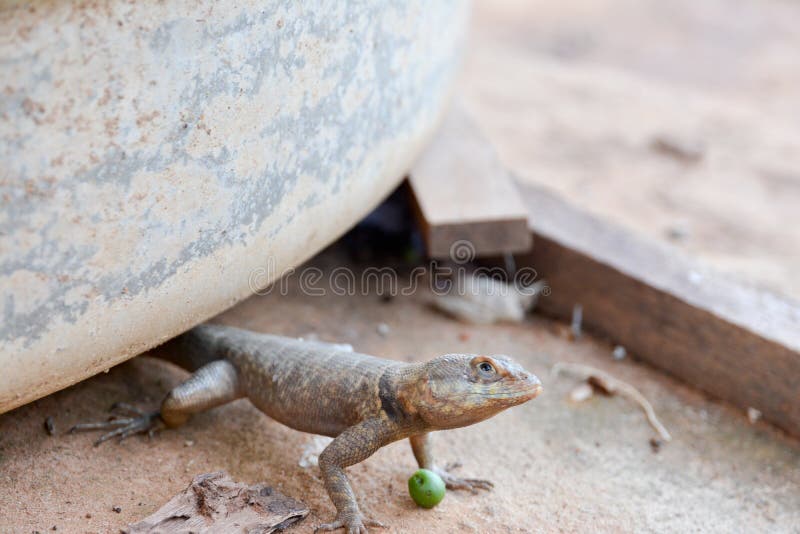 Lizard in the farm stock image. Image of movimento, bahia - 108852195