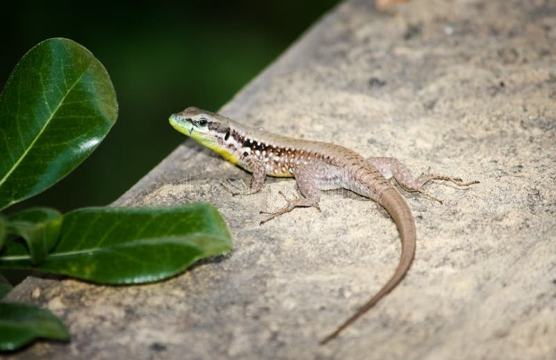 Lizard stock image. Image of leaf, lizard, fastest, paws - 66458389