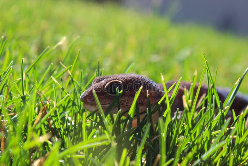 471 Fat Lizard Stock Photos - Free & Royalty-Free Stock Photos from ...