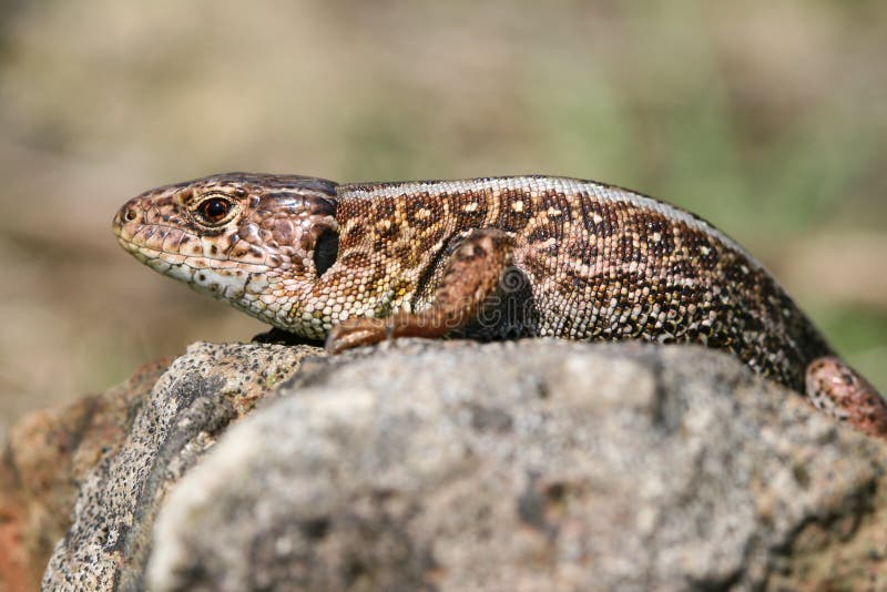 Lizard female stock image. Image of lacertine, animal - 9160791