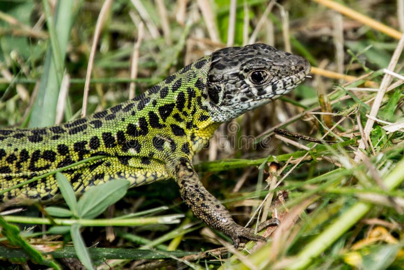 Lizard in the field stock image. Image of moving, budgie - 120136407