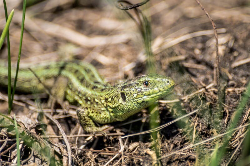 Lizard in the field stock image. Image of animals, closeup - 116446867