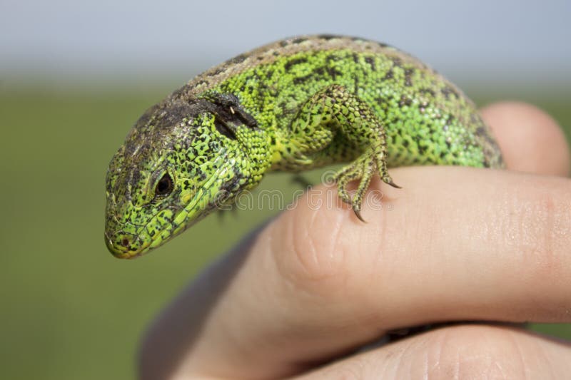 Lizard in the hand stock image. Image of small, reptile - 30861167