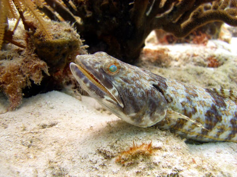 Lizard Fish stock image. Image of colors, life, saltwater - 11263579