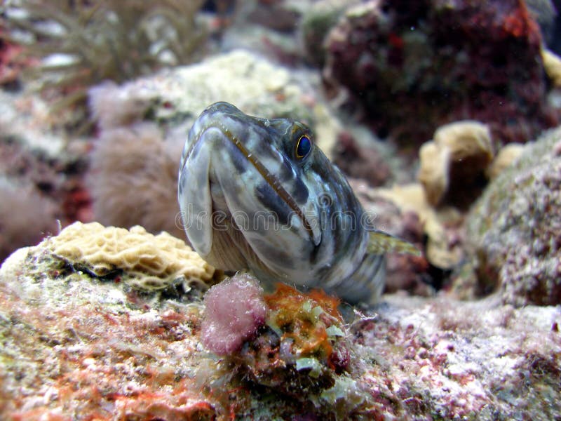 Lizard Fish stock photo. Image of colour, diving, exotic - 11263832