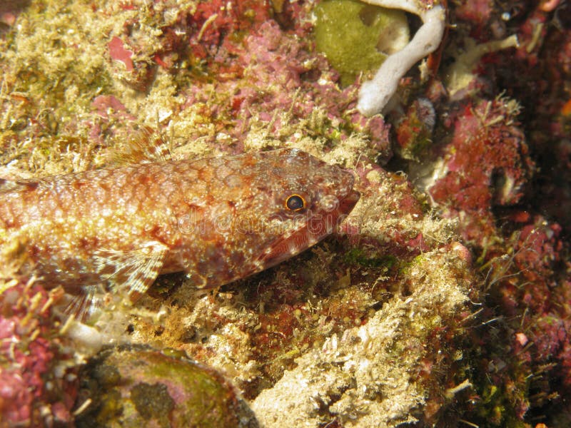 Lizard Fish stock photo. Image of lizard, fish, tentacle - 11577784