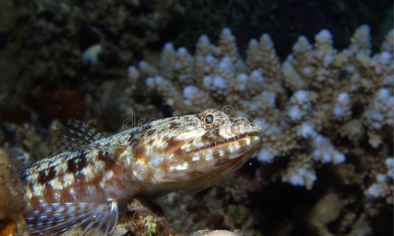 Lizard fish stock image. Image of islads, teeth, prey - 12947375