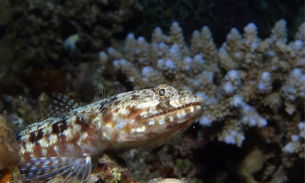 Lizard fish stock image. Image of islads, teeth, prey - 12947375