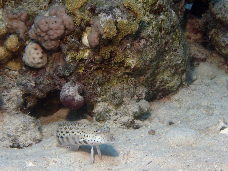 Lizard fish stock photo. Image of predator, water, diving - 12947482