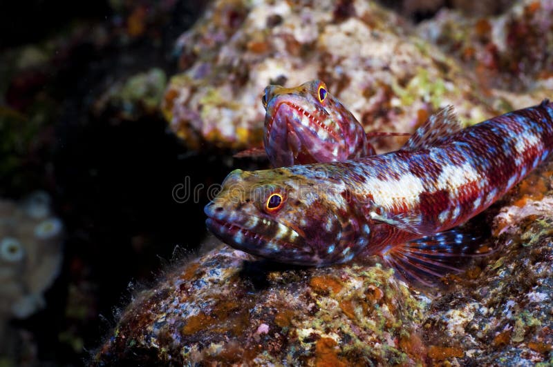Lizard Fish stock image. Image of bottom, south, pacific - 15201543