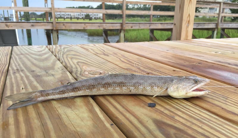 Lizard Fish stock photo. Image of tropical, aquatic, colorful - 11261812