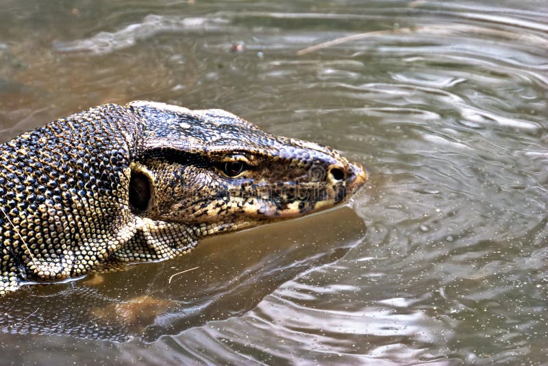 Lizard floats in water stock image. Image of green, looking - 15672405