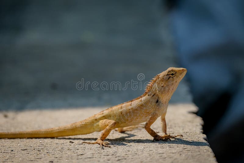Lizard on floor stock image. Image of floor, lies, concrete - 257863087