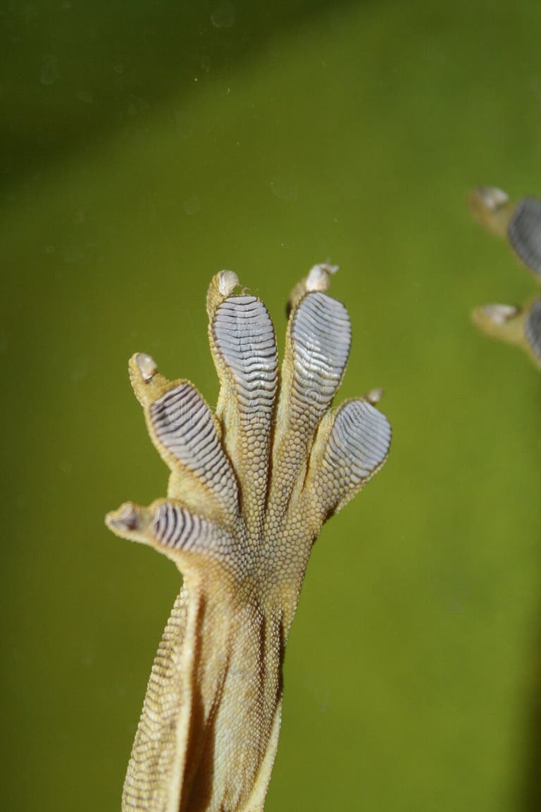 Lizard Foot stock image. Image of toes, reptile, gecko - 20340111