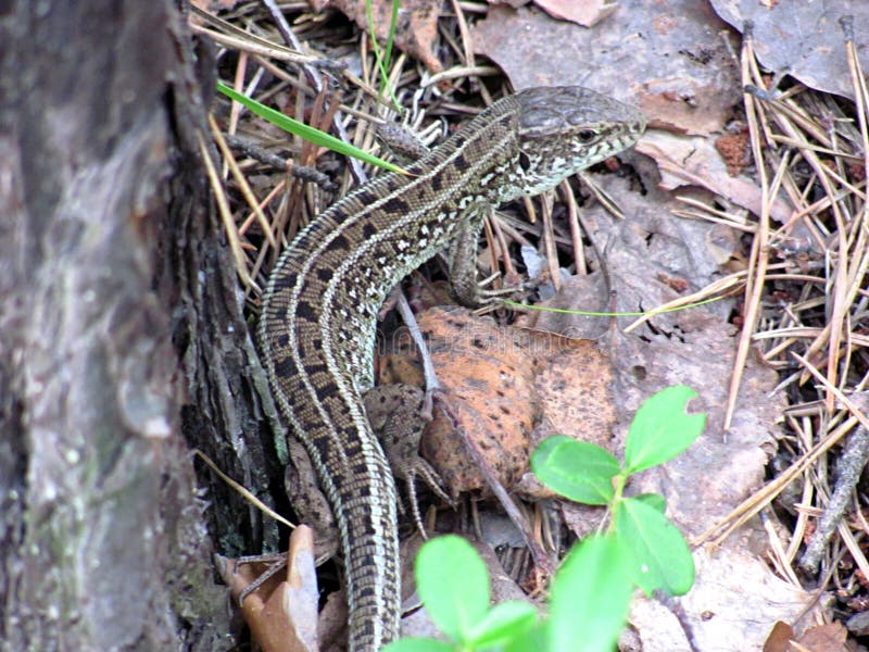 Lizard in the Forest. Wildlife Stock Image - Image of leaf, reptile ...