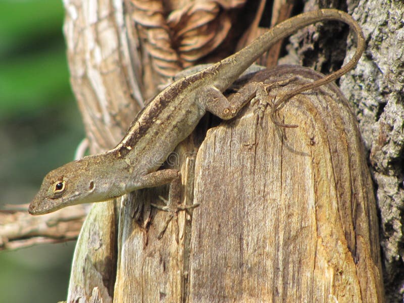 Curled Up Lizard on Trail stock image. Image of wildlife - 162222089