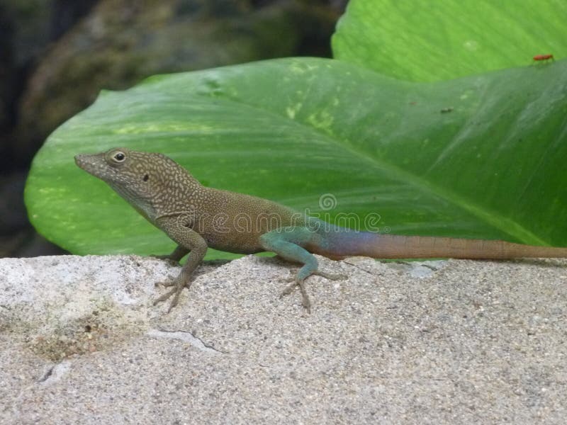 Lizard Friend 2 stock image. Image of friend, reptile - 74013445