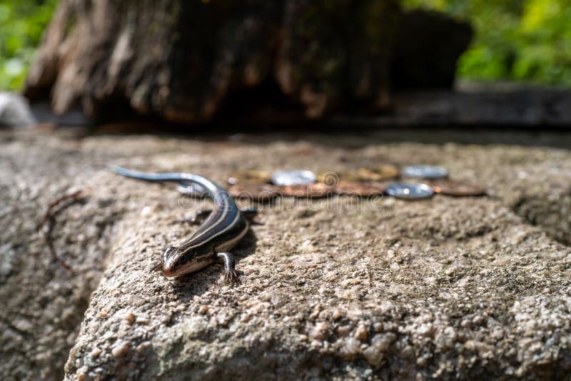 A Lizard in Front of Donated Coins in Kamakura Stock Image - Image of ...