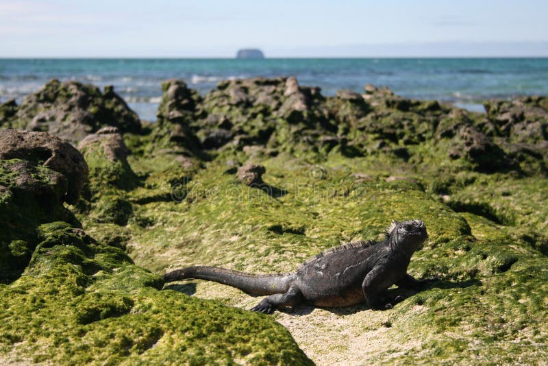 Lizard on the Galapagos Islands Stock Image - Image of gecko, ocean ...