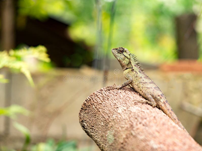 Lizard, Galliwasp or Chameleon on Timber Tree Which is Camouflage To ...
